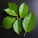 Green Curry Paste – thaifoodchef.com